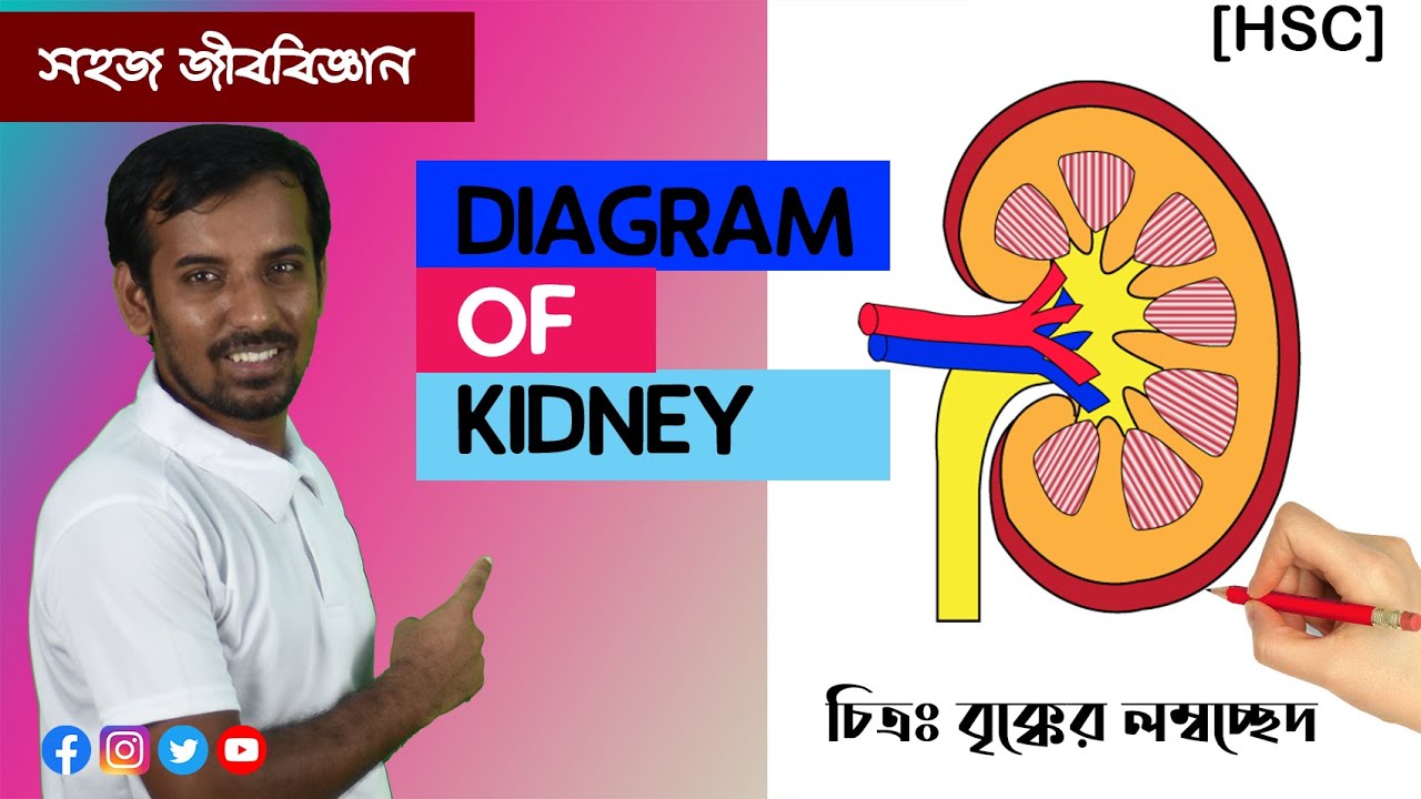 How to draw kidney diagram easily step by step। বৃক্কের লম্বচ্ছেদ অংকন ...