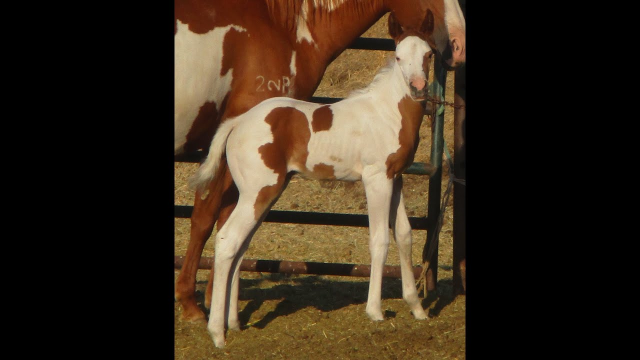 SORREL TOVERO MEDICINE HAT FILLY: CUTTING, REINING, COW & RUNNING BRED ...