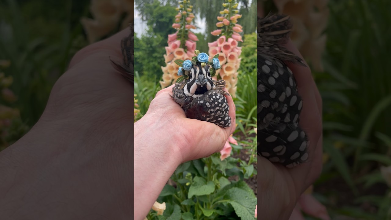 Finn in his new flower hat 🌷 #bird #animal #cuteanimals #babyanimals # ...