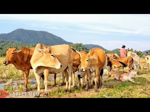 COWS EATING GRASS CUTE AND FUNNY LITTLE COW PLAYING VIDEOS COMPILATION ...