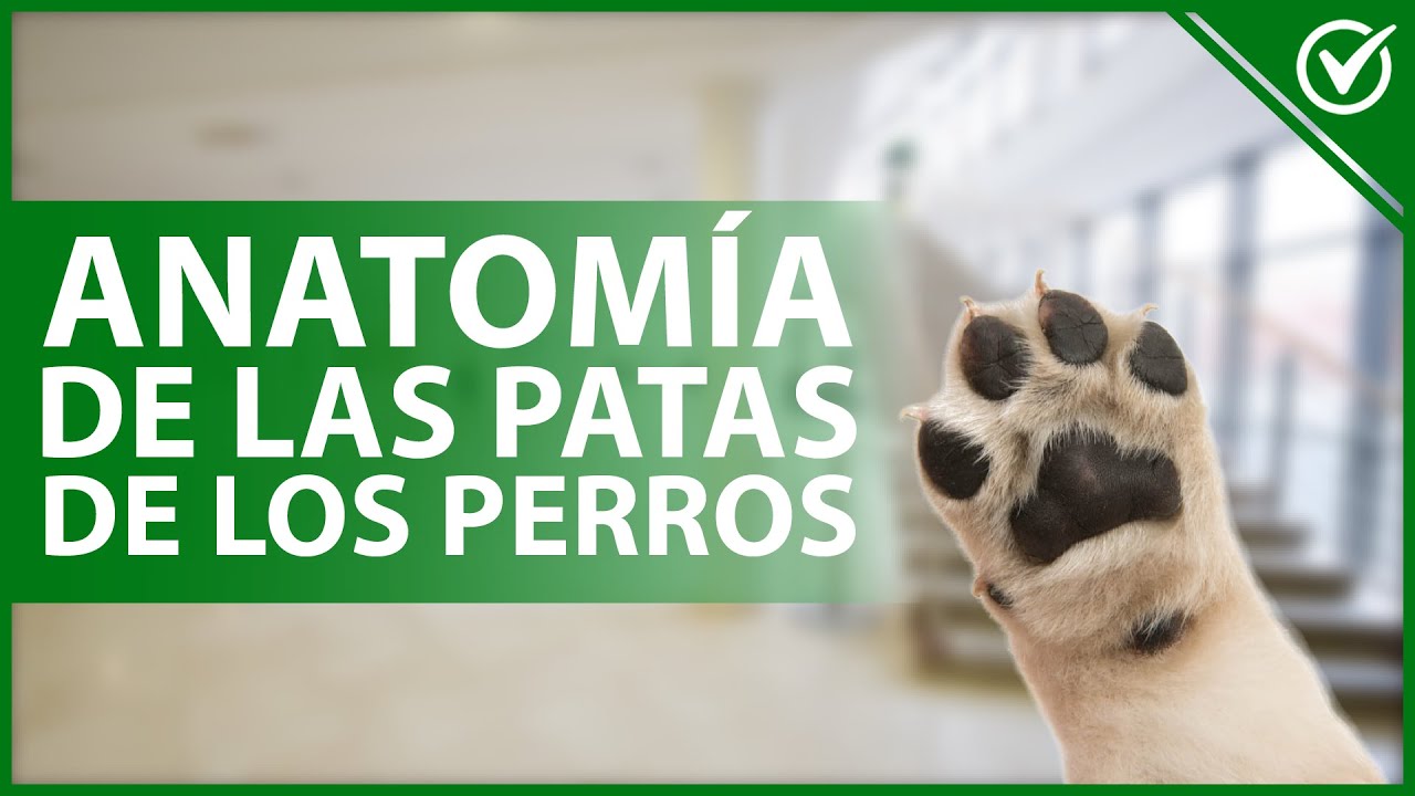 🐩 ¿Cómo se llaman las PARTES de las PATAS de mi PERRO? - Anatomía ...