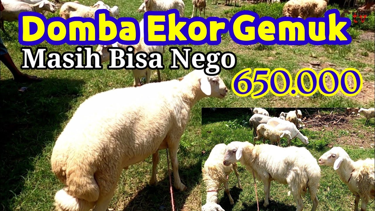 Domba Ekor Gemuk 650.000 Sudah Besar - YouTube