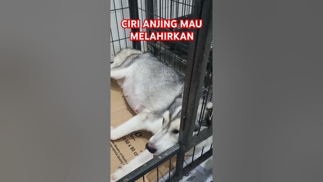 Ciri anjing mau melahirkan #anjing #anjinglucu #doglover #pomsky #pomskyindonesia - YouTube