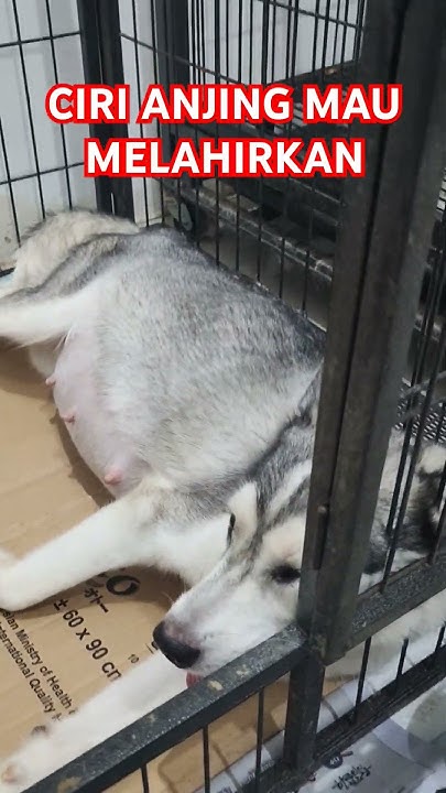 Ciri anjing mau melahirkan #anjing #anjinglucu #doglover #pomsky #pomskyindonesia - YouTube