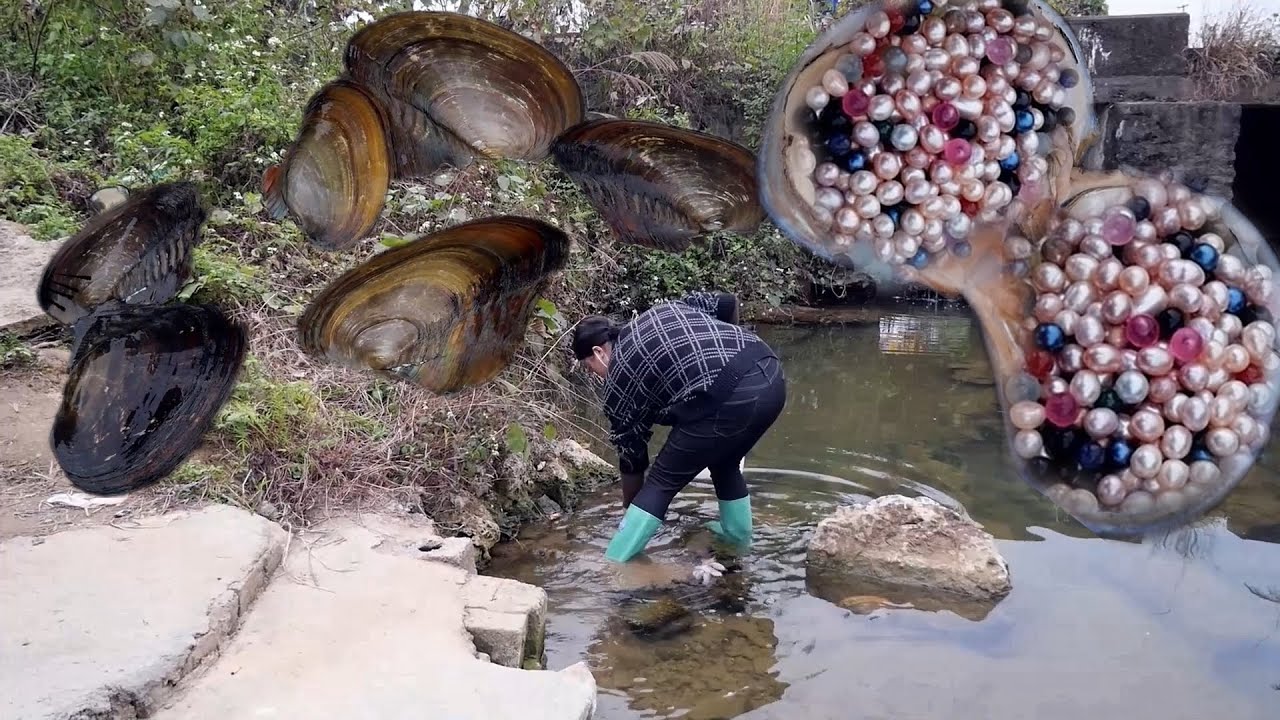 There are more than 100 pearls in the shells picked up from the pool ...