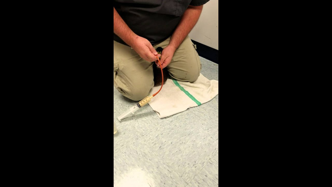 Tube Feeding Duck - YouTube