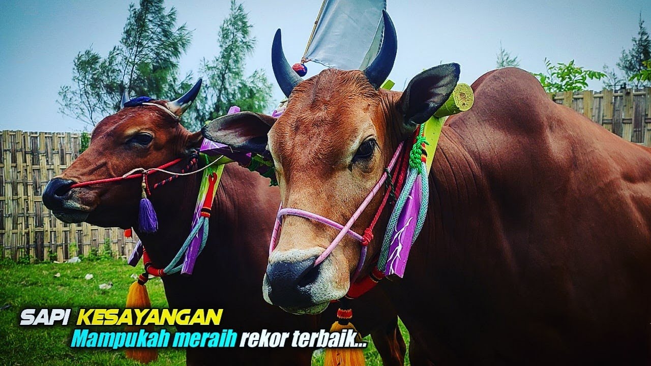 Perdana Klabang Jet Matic ft sapi Legendaris dari Bangkalan - YouTube