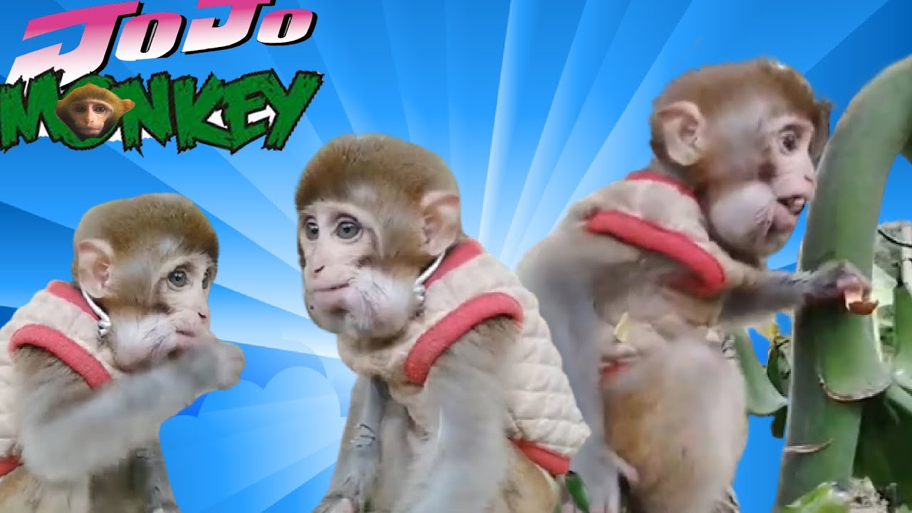 Baby monkey jojo having fun with the puppy,강아지와 즐겁게 노는 아기원숭이 죠죠 17.10. ...