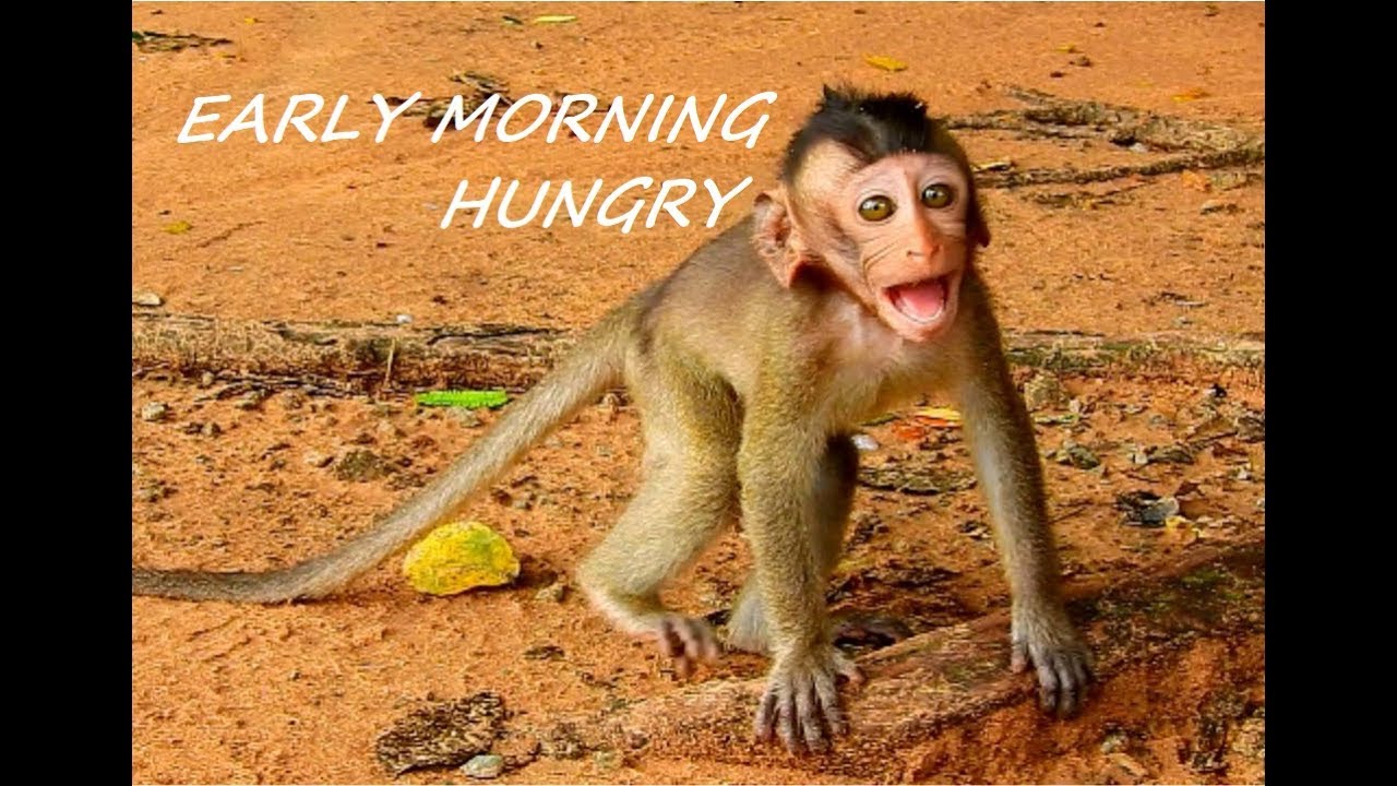 EARLY MORNING NO FEEDING| Poor COPPER Cried Hungry|Please Give Me Some ...