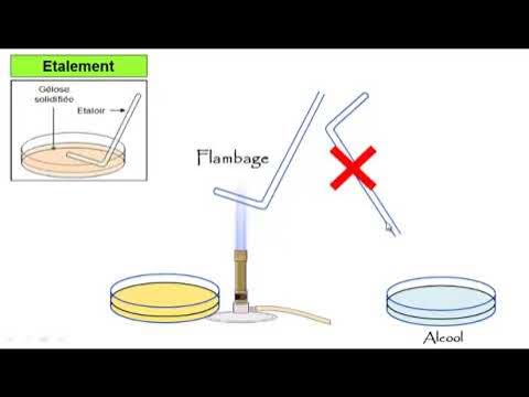 vidéo 5 TP Microbiologie :Ensemencement bactérien sur milieu solide par étalement (boîte de ...