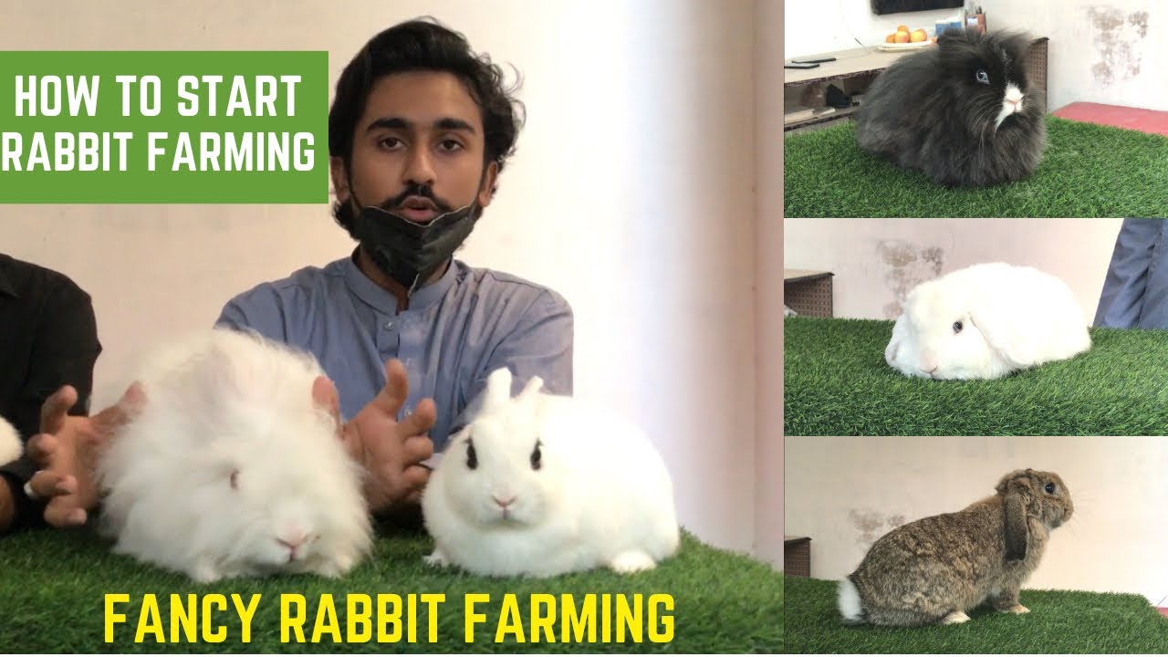 How to start rabbit farming | Rabbit Farming in Pakistan | The pets ...