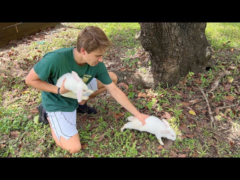 NEGLECTED RABBITS FOUND DUMPED BY OWNERS ! WHAT HAPPENED ?! - YouTube