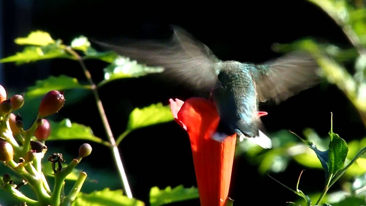 Bee attacking Hummingbird for pollen - YouTube