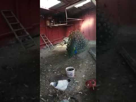 MUHTEŞEM TAVUS KUŞU GÖRÜNTÜSÜ