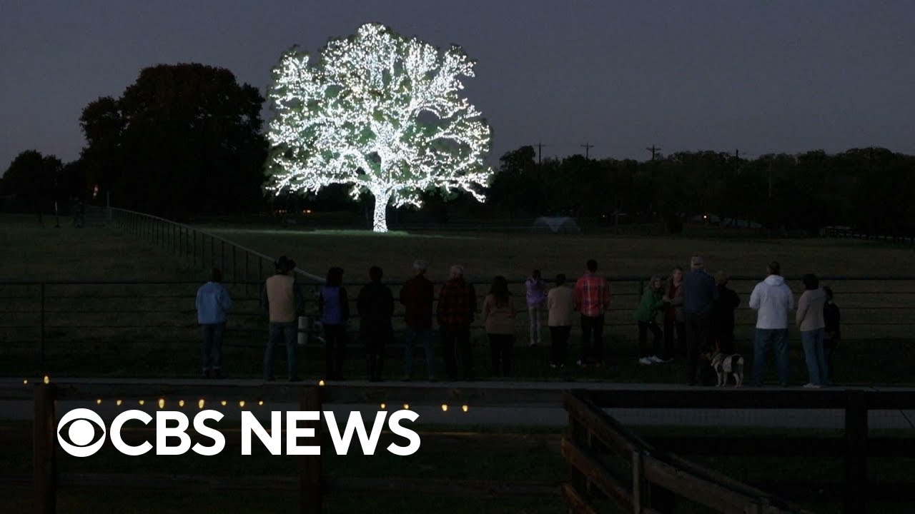 Pecan tree decorated for Christmas draws visitors from hundreds of ...