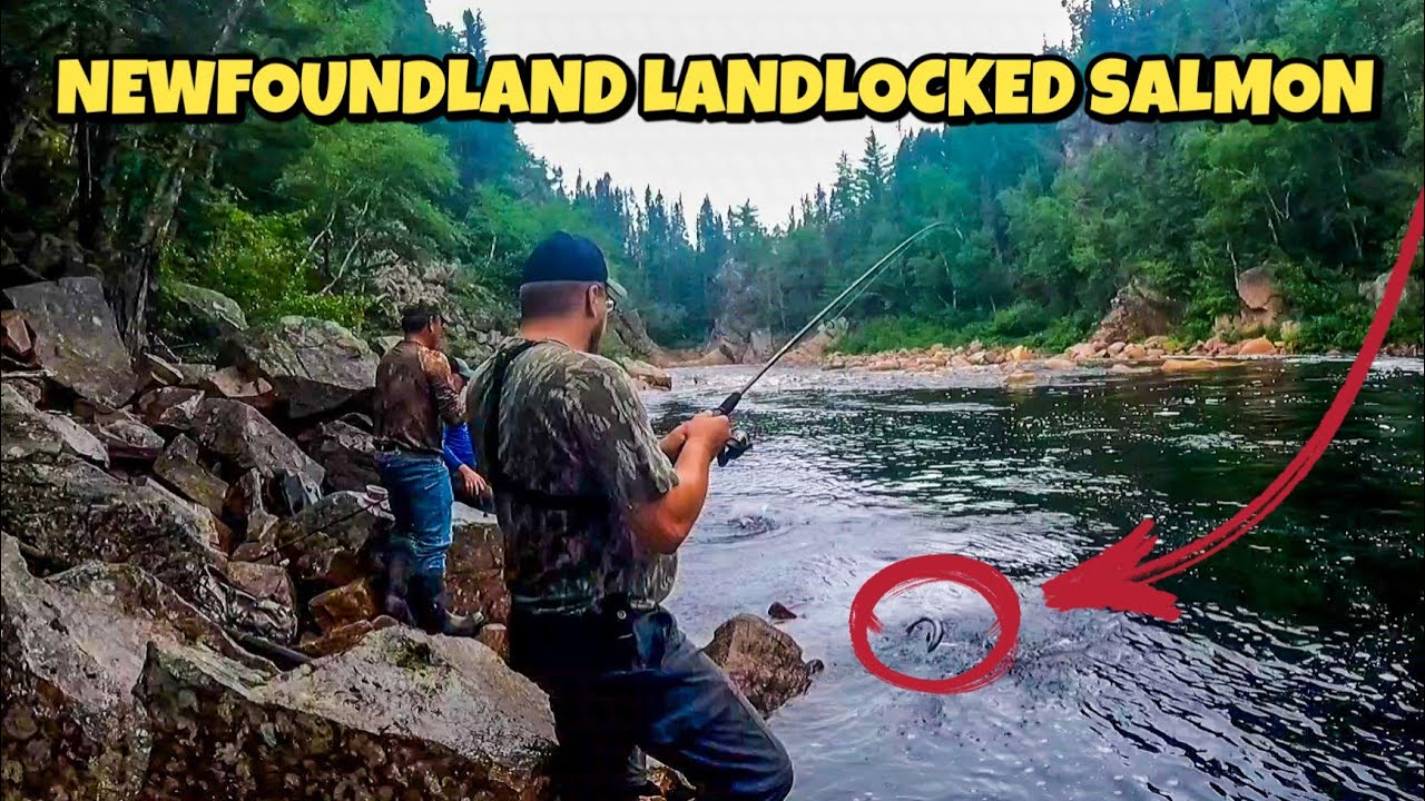Fishing a Remote River For BIG & AGGRESSIVE Landlocked Salmon! (Catch ...