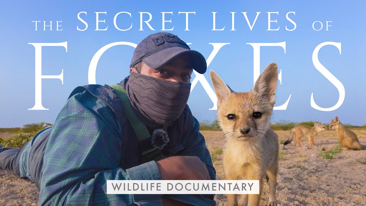 The SECRET LIVES OF FOXES - Little Rann of Kutch Wildlife Documentary ...