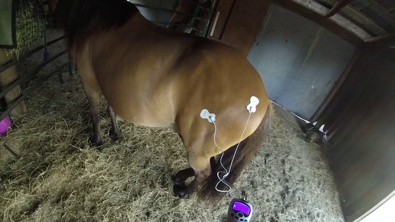 Stifle Issues working with a Tens Unit - YouTube