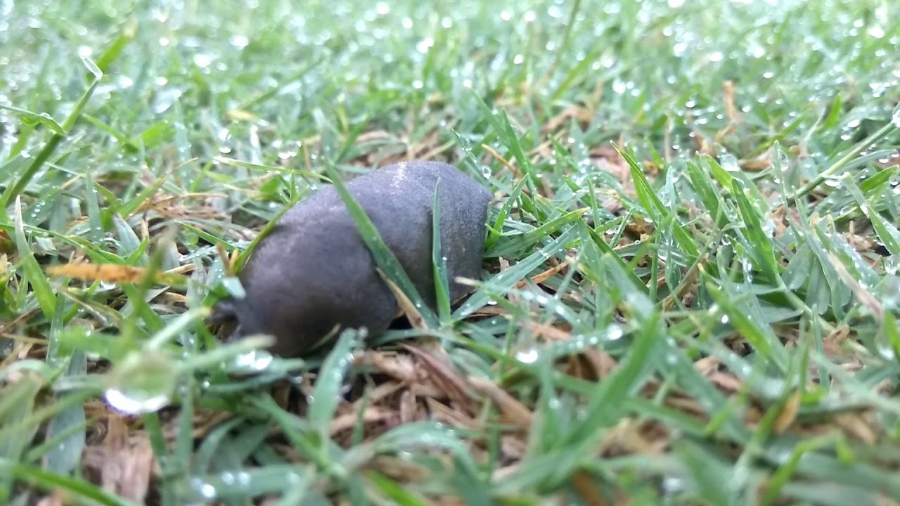 Slug crawling - YouTube