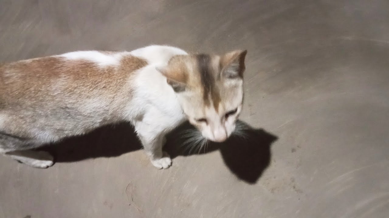 cat sound non copyright free downr - YouTube