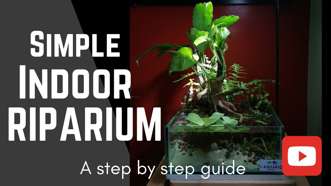 Simple Indoor Riparium (Step by step guide) - YouTube