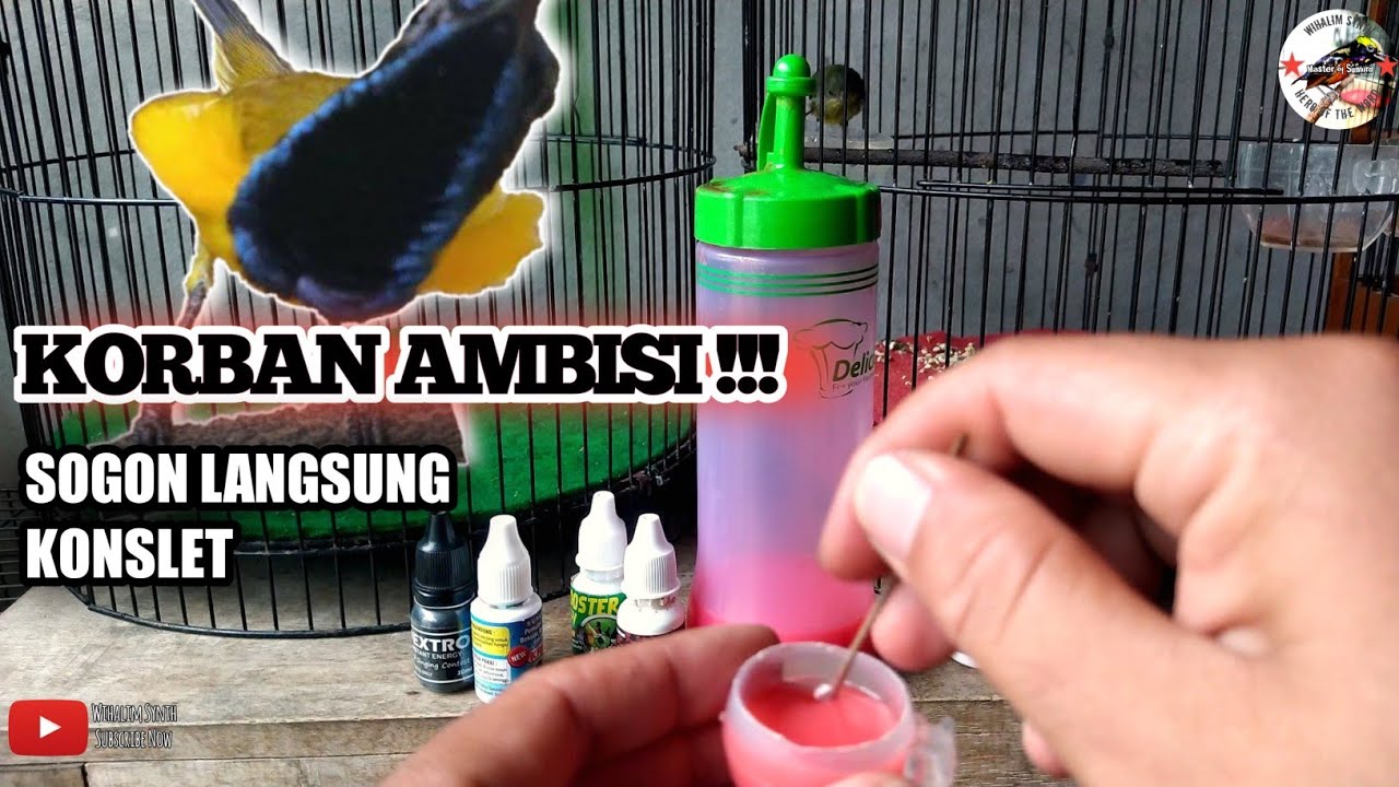 FULL DOPING SOGON, Korban Ambisi !!! AGAR SOGON BUKA PARUH - YouTube