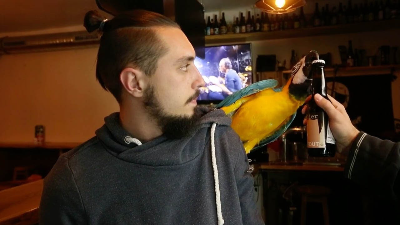 Pint Loving Parrot Opens Beer With Beak - YouTube