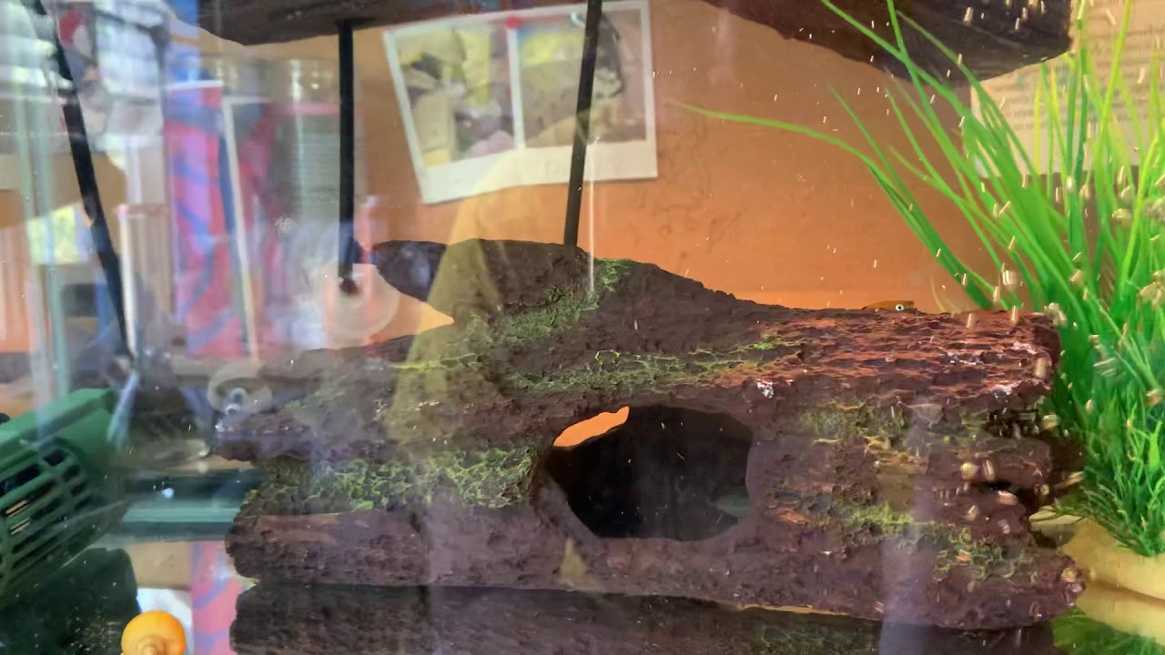 Baby Northern DiamondBack Terrapin Aka Clam Chowder Tank setup - YouTube