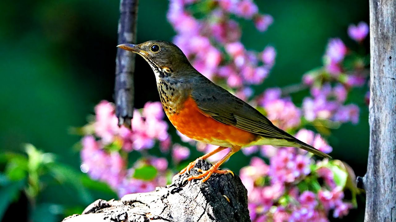 Baihualing Yunnan百花岭雲南Grey backed Thrush灰背赤腹鶇Turdus hortulorum Sclater ...