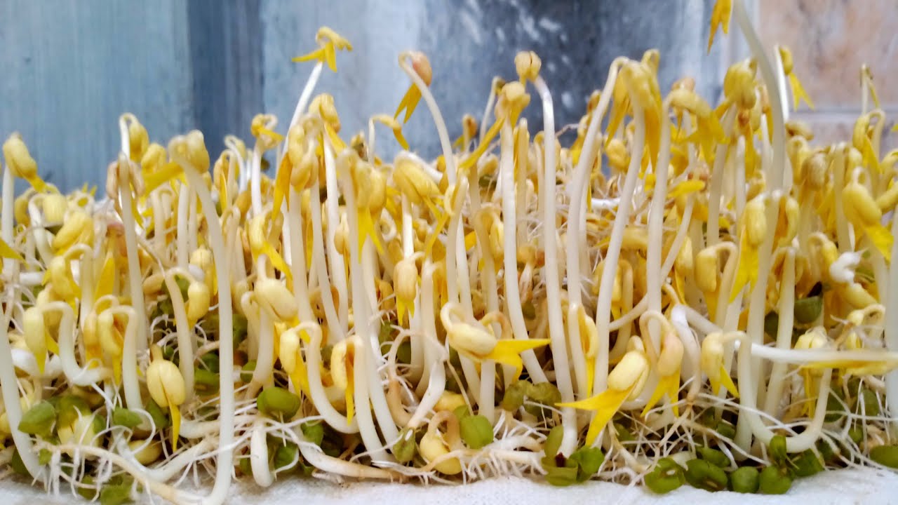PAANO MAGPATUBO NG TOGUE IN 2 DAYS/HOW TO GROW MUNG BEAN SPROUTS AT ...