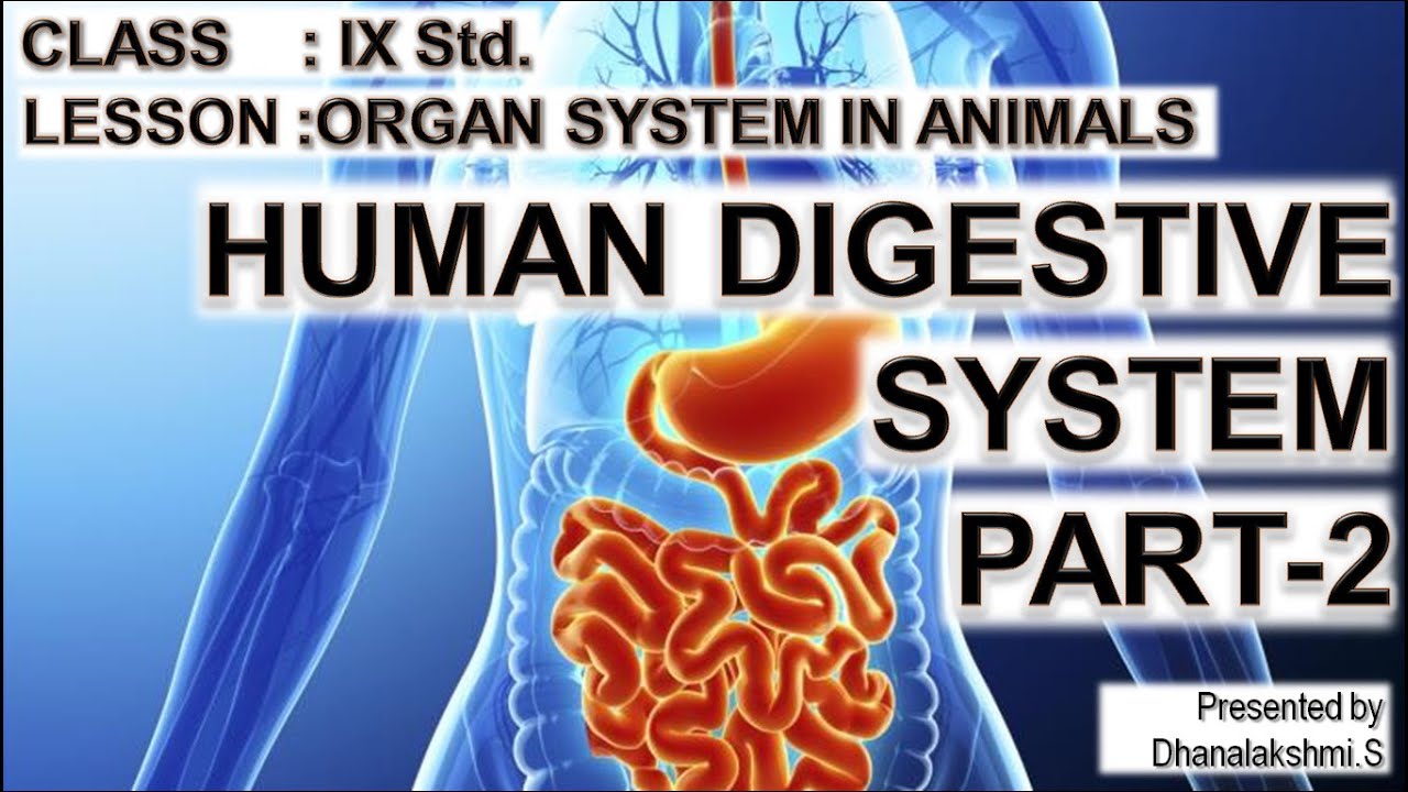 Digestive system for class 9 | Part 2 | Organ system in Animals - YouTube