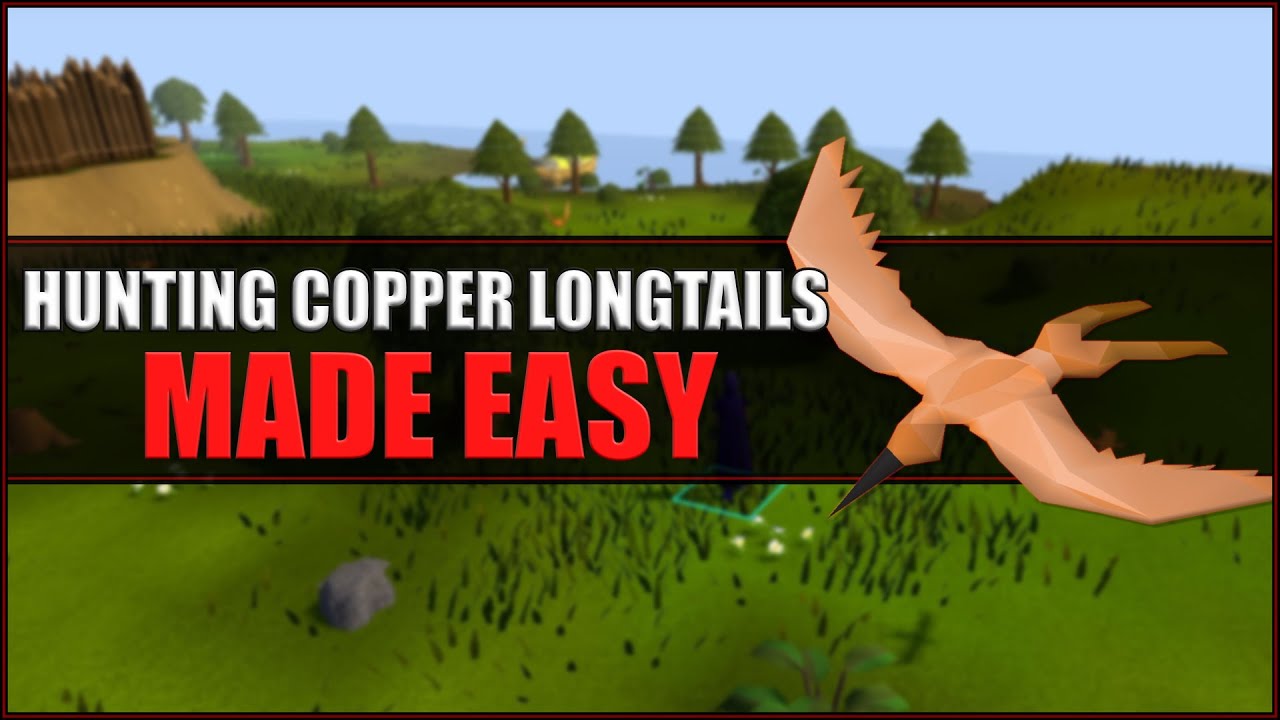 Quick Guide to Hunting Copper Longtails in OSRS | Hunter Guide - YouTube