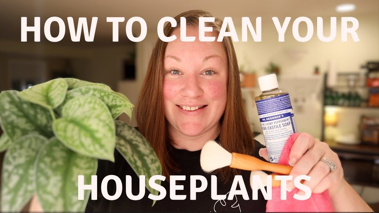 How too Clean Your Plant Leaves | Keep your Plants Happy with These ...