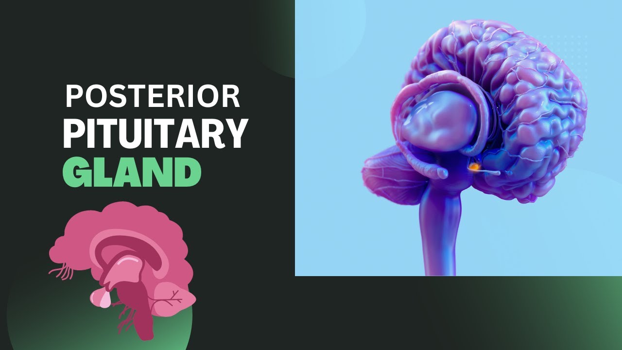 POSTERIOR PITUITARY GLAND - YouTube