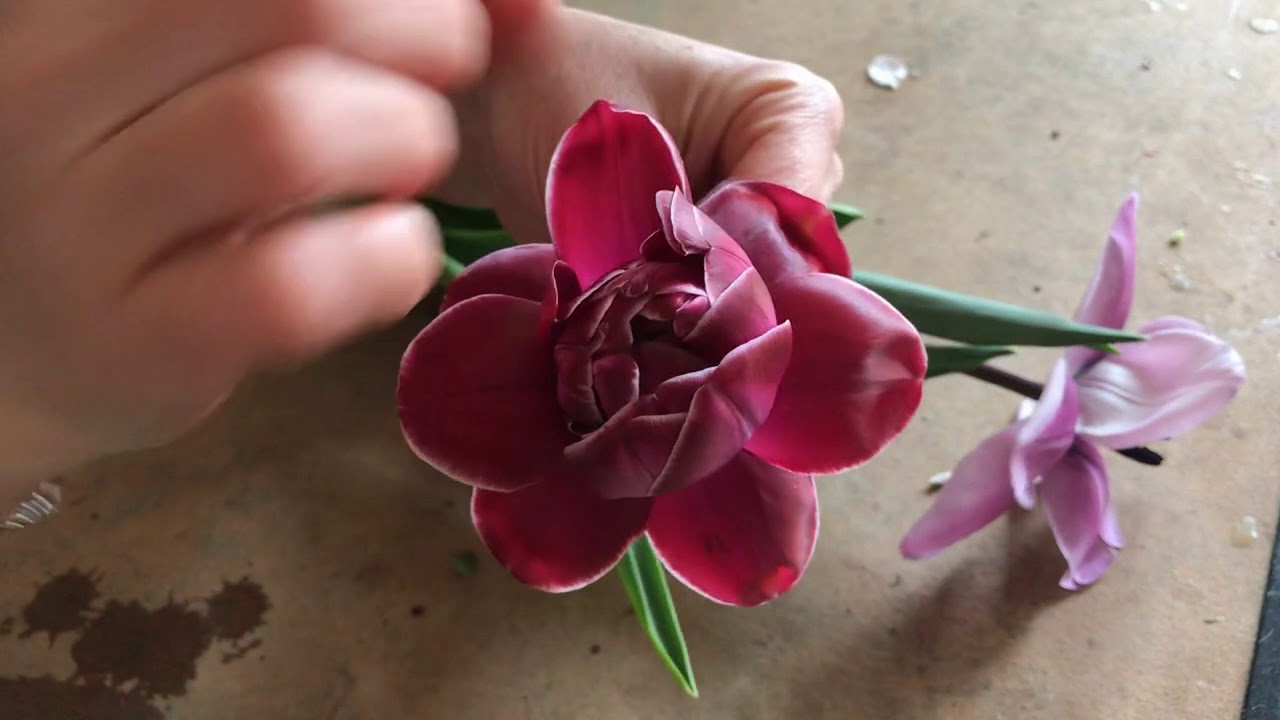 How to Reflex a Tulip - YouTube