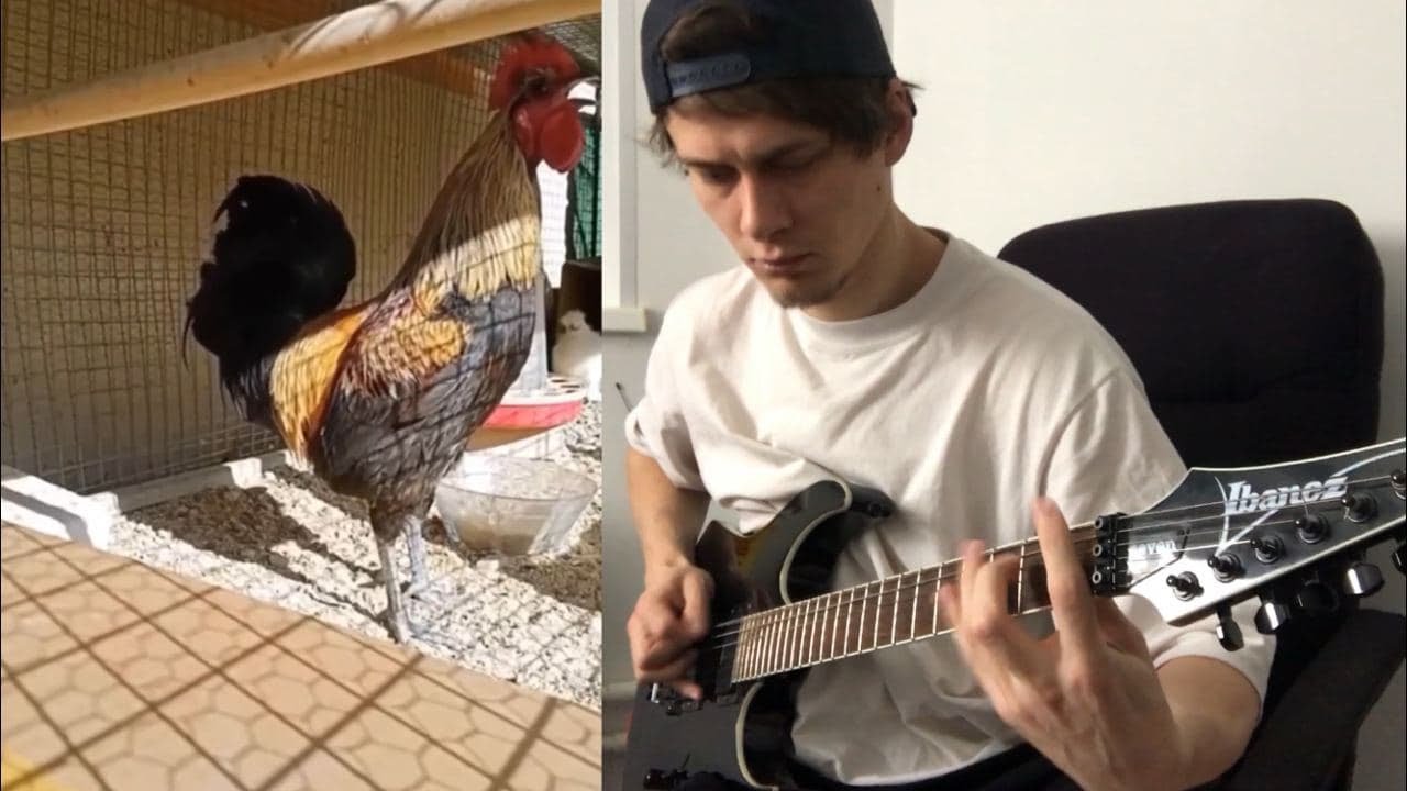 Death Metal Rooster | Петушиный метал - YouTube