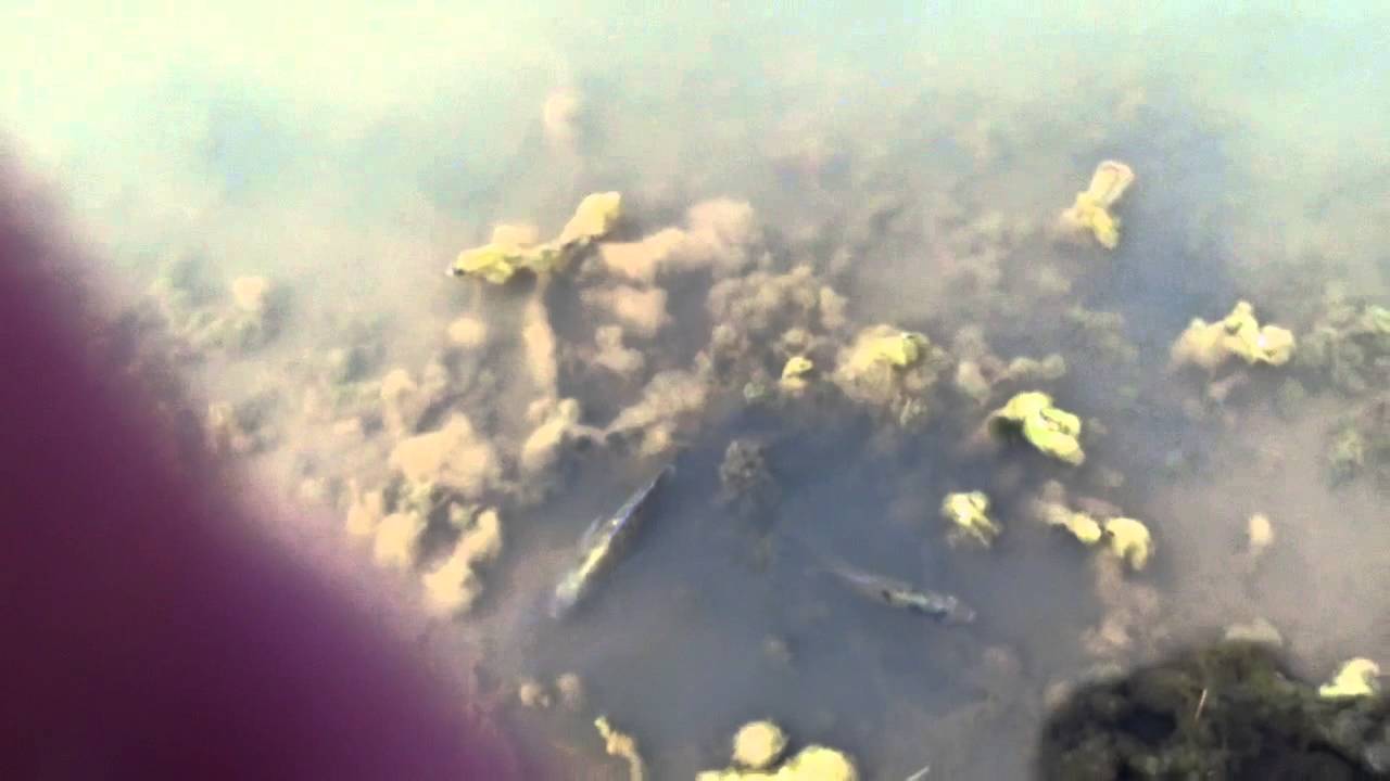 Hatchling black bullhead catfish - YouTube