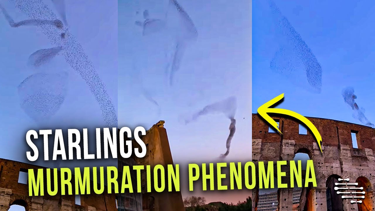 Beautiful Phenomena of Starlings Murmuration Recorded at Dusk Above the ...