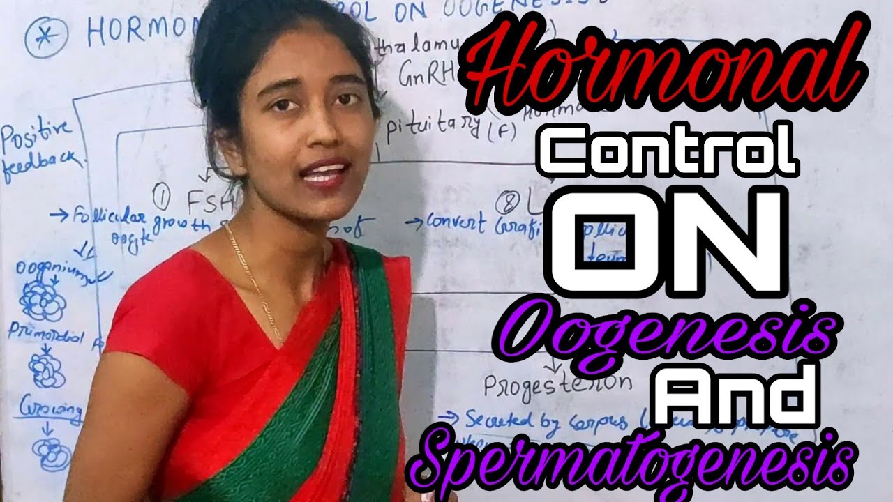 Hormonal Control On Oogenesis And Spermatogenesis Human Reproductive 6595