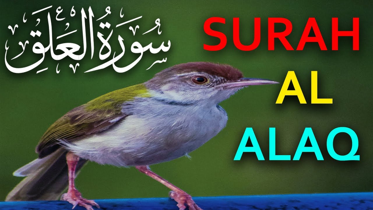 Beautiful Surah Al Alaq Memorize Quran Project | Suratul Alaq Beautiful ...