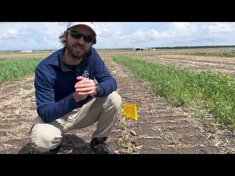 Corn Emergence Under No-till vs Strip-till