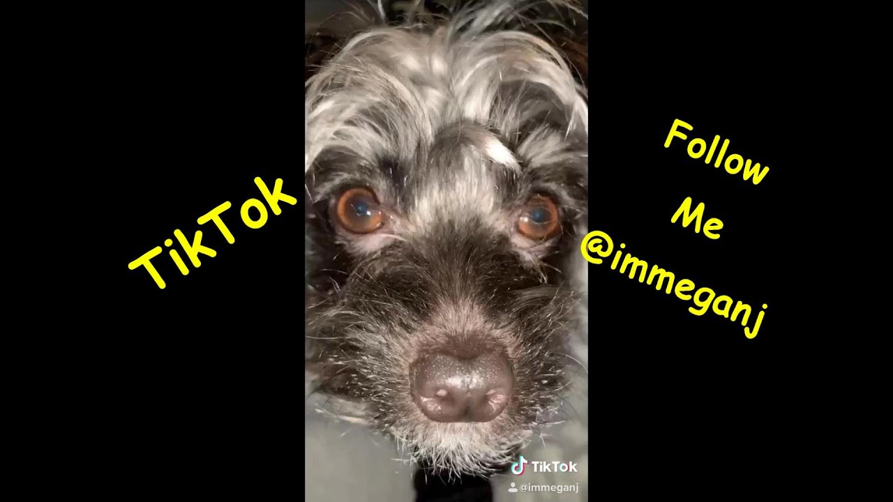 Do You Smell That? TikTok Compilation - YouTube