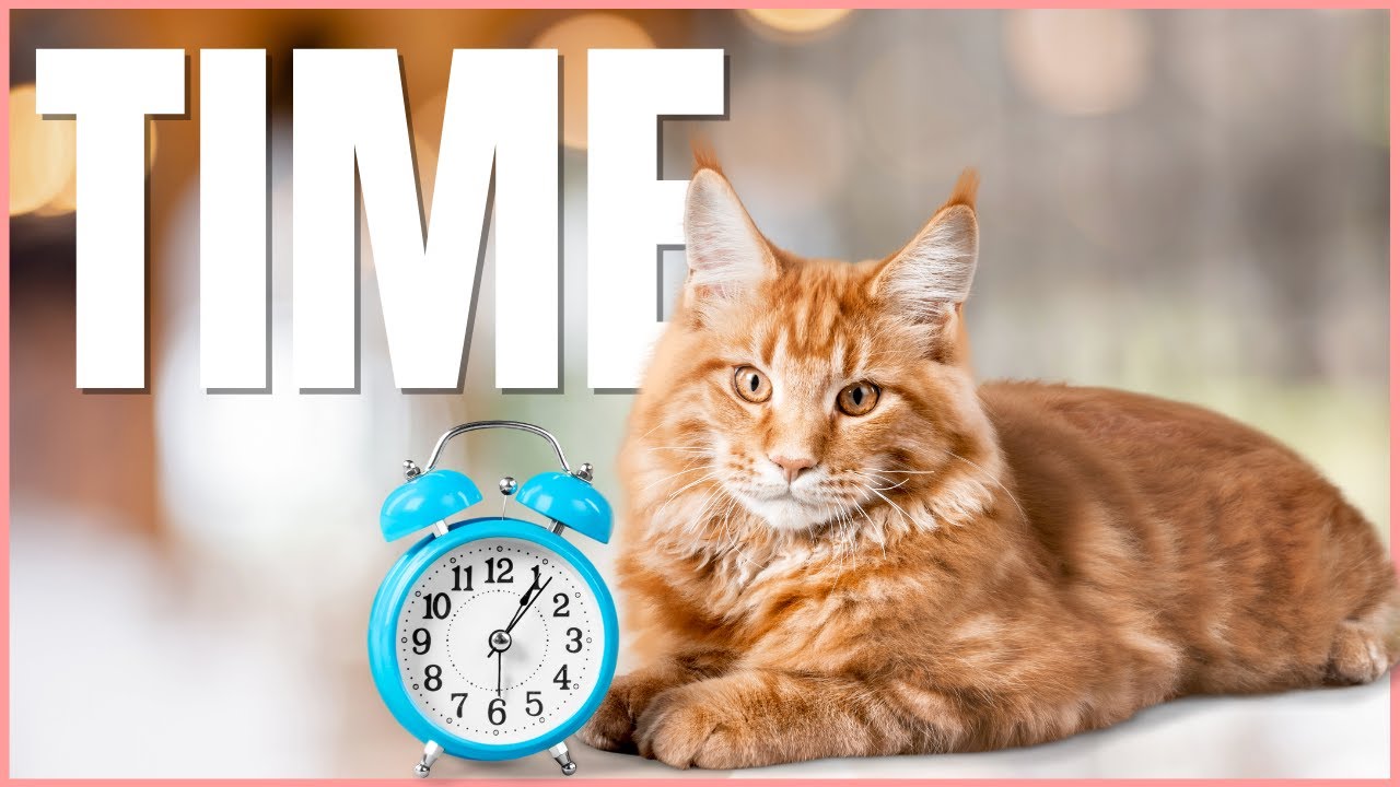 That's Why Cats Know What Time It Is! ⏰🔥 - YouTube