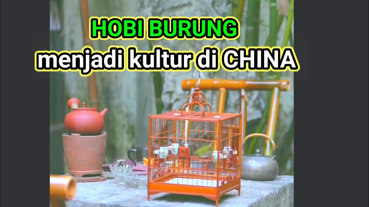 HOBI BURUNG MENJADI CULTURE DI CHINA/TIONGKOK - YouTube