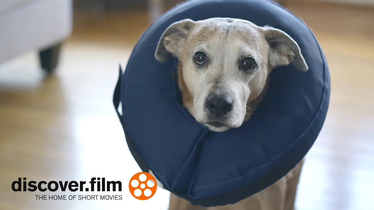 Downward Dog | Trailer | Discover.film - YouTube
