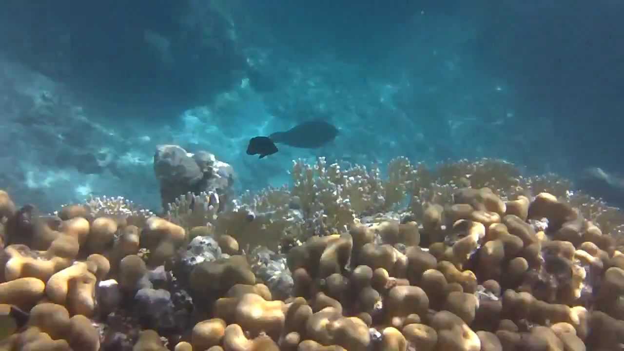 Red Sea Underwater Filming. - YouTube