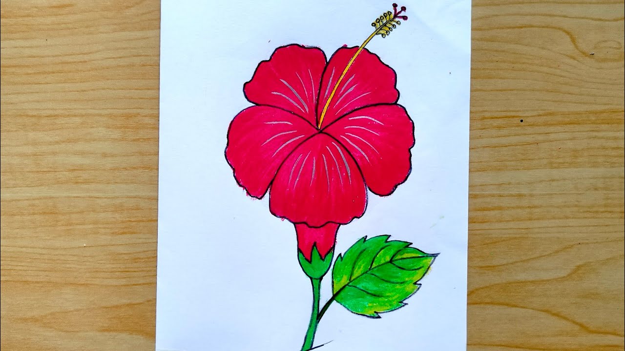 Hibiscus Flower Drawing|| How to draw Hibiscus Flower|| Easy Hibiscus ...
