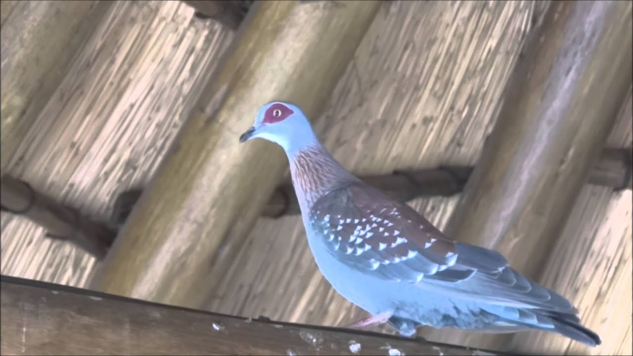 gołąb okularowy (Columba guinea), Speckled Pigeon, Kransduif - YouTube