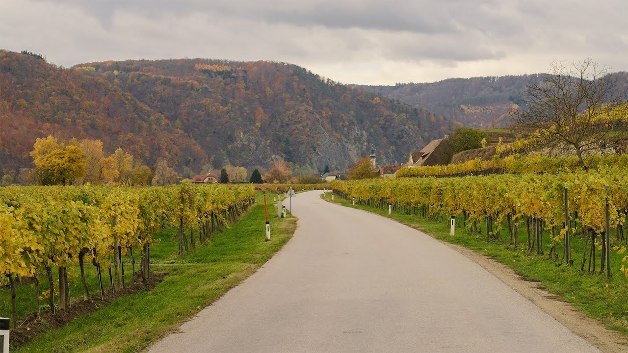 Small rural road between vineyard fields leading to a small Austrian ...