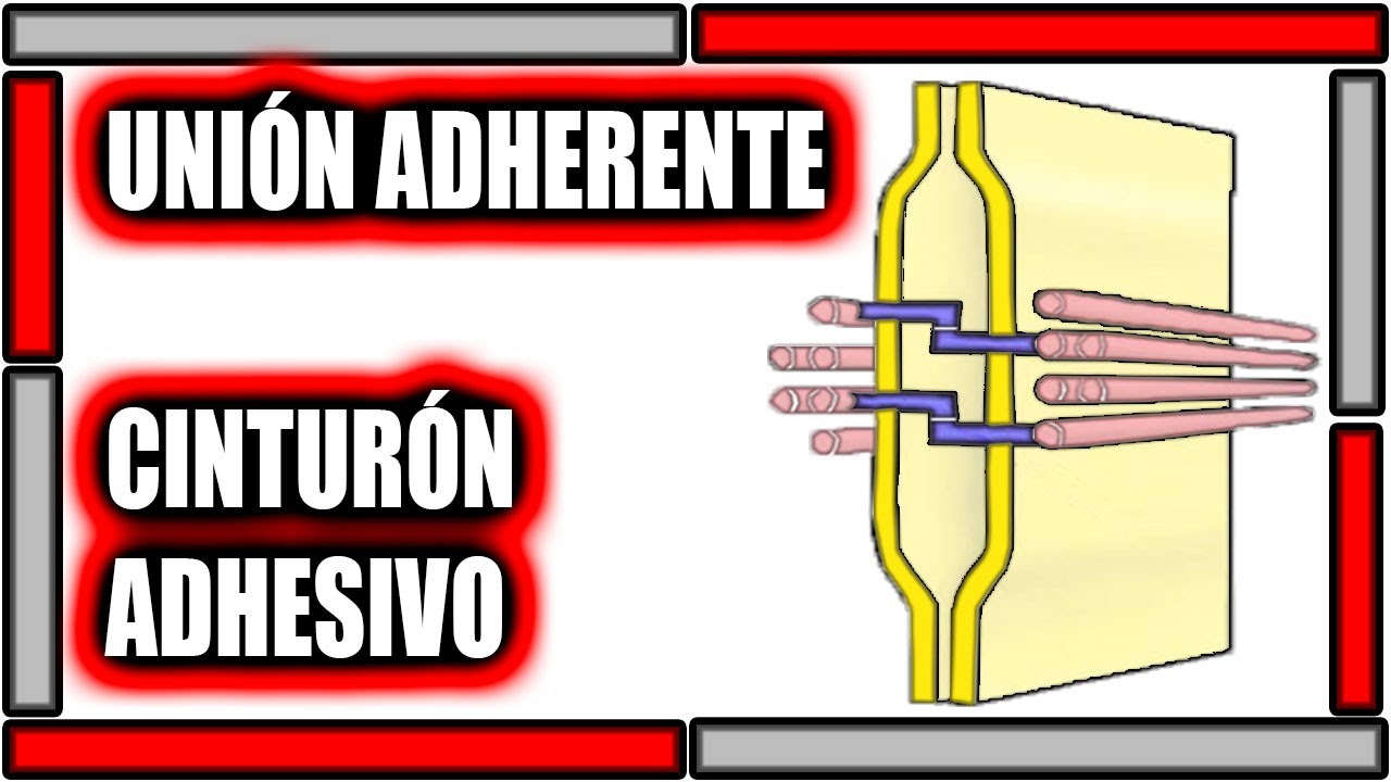 UNIÓN ADHERENTE / CINTURÓN ADHESIVO - UNA EXPLICACIÓN SENCILLA - YouTube